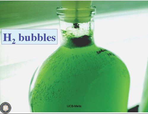 DOE funded innovation to triple photosynthesis for hydrogen fuel ...